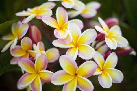 Frangipanier Plantation Entretien Soin Le Parisien Jardin