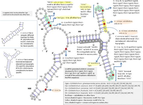The Predicted Consensus Secondary Structure Of The Its1 Marker Mapped