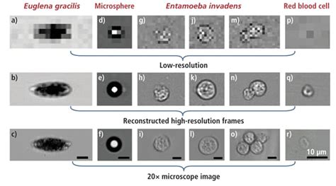 Medical Applications Lensless Microscopy System Reveals 3 D Structures Vision Systems Design