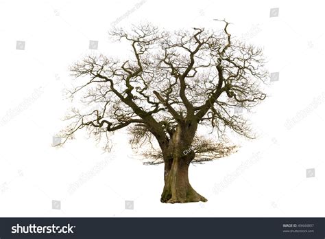 Old Tree In Winter Condition With No Leaves Isolated On White Background Stock Photo 49444807
