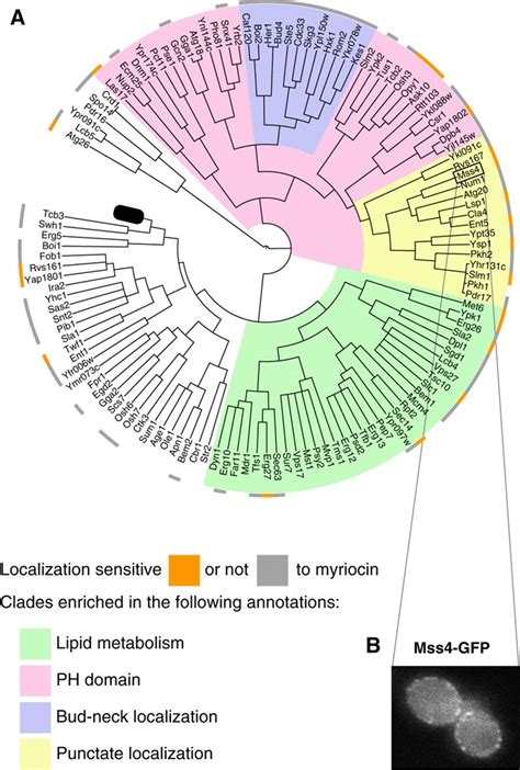Lipid Binding Fingerprints As Predictors Of Protein Localization Download Scientific Diagram