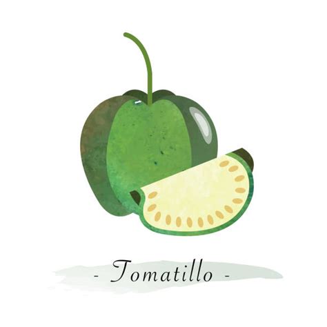Tomatillo Plant Illustrations Royalty Free Vector Graphics And Clip Art