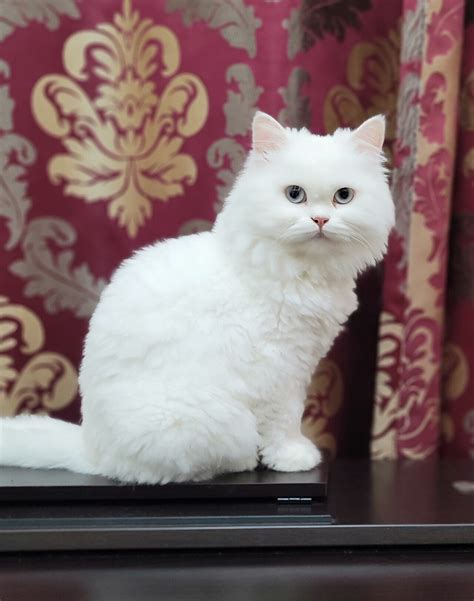 ㅇㄹ우리 집 유미 롤 리그 오브 레전드 에펨코리아