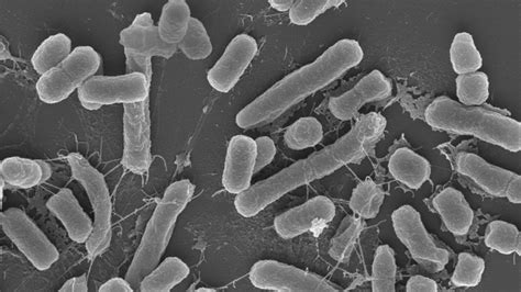 New Microscope Will Reveal 3d Cell Structures At Nanoscales New Microscope Will Reveal 3d Cell Structures At Nanoscales