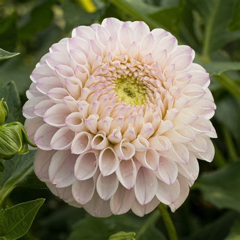 Camano Zoe Dahlia N Bear Creek Farm