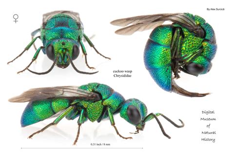 The Emerald Cockroach Wasp It Kills Cockroaches And Lays Its Eggs