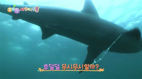 세상의 모든 똥 3회 똥방귀 대장 상어