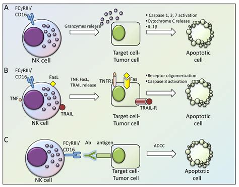 Nk Cells And Cd38 Implication For Immuno Therapy In Plasma Cell