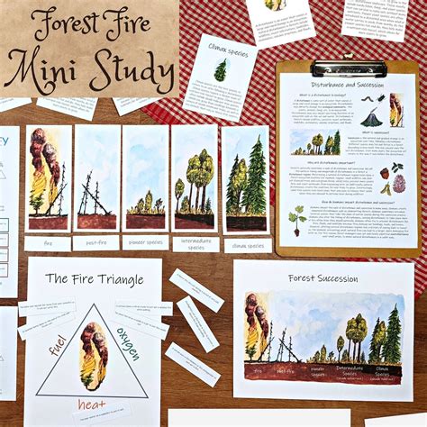 Wildfire And Succession Mini Study Forest Fire Unit Ecology Lesson