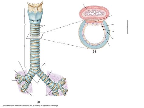 A P II Lab Lymphatic 6 Diagram Quizlet