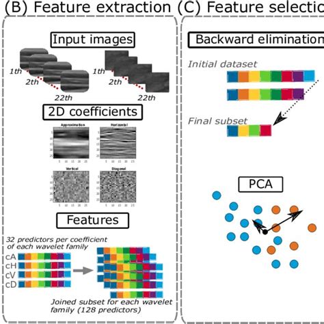 Overview Of The Whole Process A Obtention Of Muscular And Lung Download Scientific Diagram