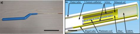 A A Photograph Of The Oct Handheld Probe Scale Bar Represents 100 Download Scientific