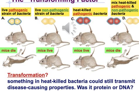 Module 13 Dna Structure And Function Flashcards Quizlet