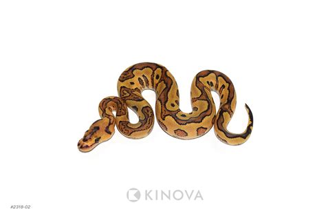 Redstripe Yb Clown Het Desert Ghost Ball Python By Kinova Morphmarket