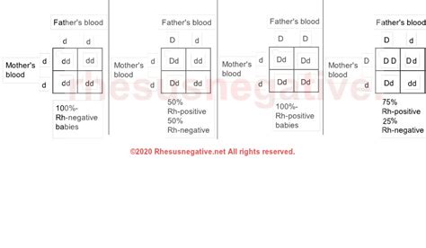 Admin View Blog What Does It Mean To Be Rh Negative