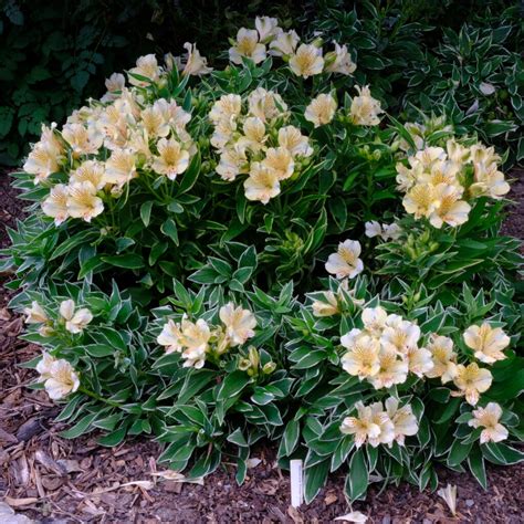 Always Wanted To Fall For A Princess Juniper Level Botanic Garden