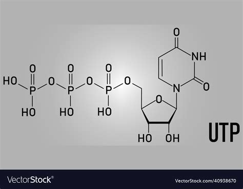 Uridine Triphosphate Or Utp Nucleotide Molecule Vector Image