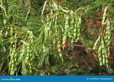GREEN SEED PODS HANGING From An ACACIA TREE BRANCH Stock Image Image Of Growth Acacia