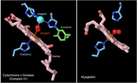 Pdb 101 Learn Exploring The Structural Biology Of Bioenergy