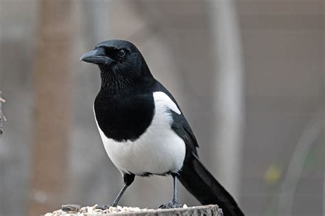 700 Free Magpie And Nature Images Pixabay