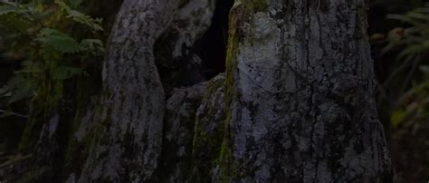 Pseudobulbs American Orchid Society