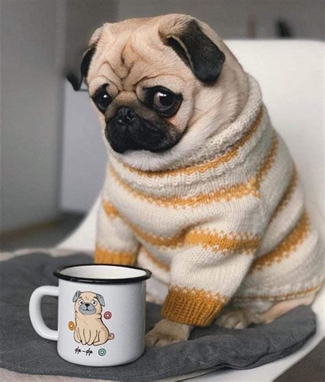 Adorable Pug Puppies