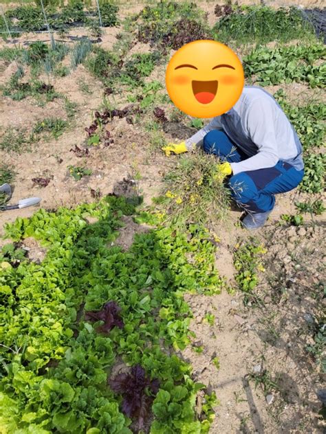 텃밭에서 볼 수 있는 잡초의 종류와 잡초 제거 방법 농사정보