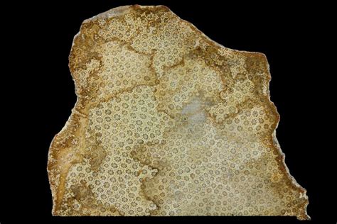 76 Polished Fossil Coral Slab Indonesia 121905 For Sale