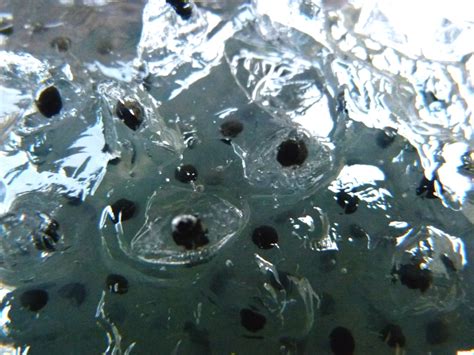 Urban Wildlife Jottings Frozen Frog Spawn