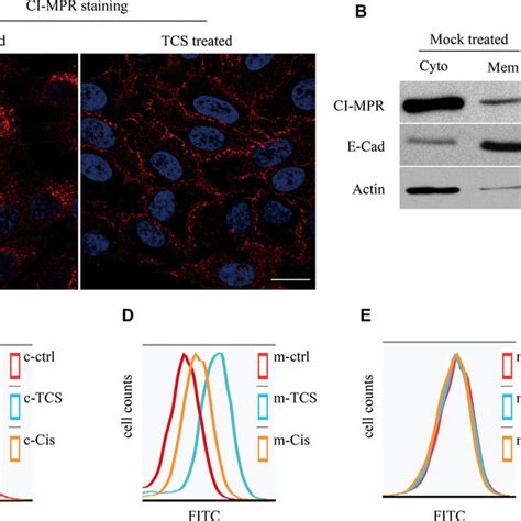 Ci Mpr Is Translocated To Cytoplasmic Membrane In Hepg2 Cells After Tcs Download Scientific