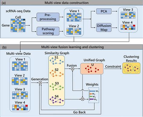 Multi View Clustering For Single Cell Rna Seq Data Based On Graph Fusion Pmc
