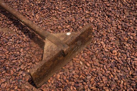 Fresh Cocoa Cut Exposing Cocoa Nibs Stock Image Image Of Fruit Blue 285574195