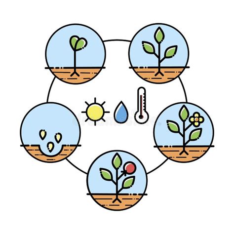 Planting Instruction Stock Illustrations 62 Planting Instruction