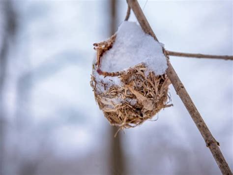 Removing Wasp Nest In Winter Safe Or Unsafe With 1 Lone Survivor Pestclue