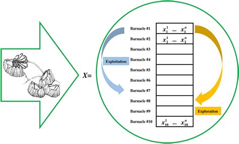 Selection Of Mating Process Of Bmo 35 Image Of Barnacles Adopted Download Scientific Diagram