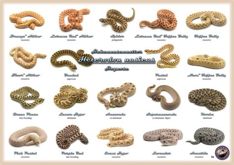 Ball Python Morphs Chart Educational Chart Resources