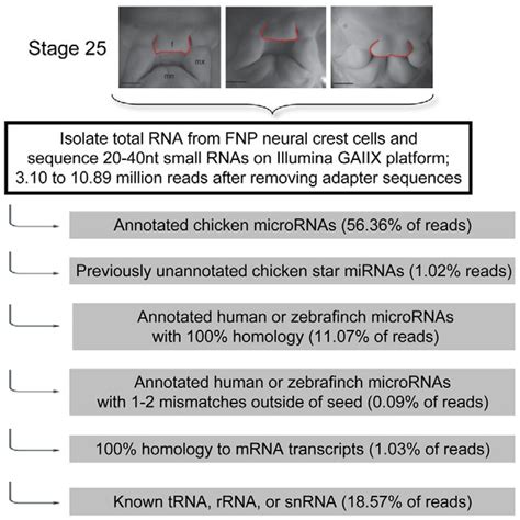 A Model Of Differences In Neural Crest Differentiation And Bone