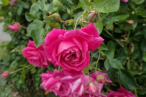 Rosa American Beauty Wikipedia
