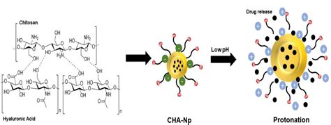 Figure 1 From Chitosanhyaluronic Acid Nanoparticles For Active Targeting In Cancer Therapy