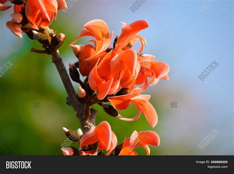 Butea Monosperma Image Photo Free Trial Bigstock
