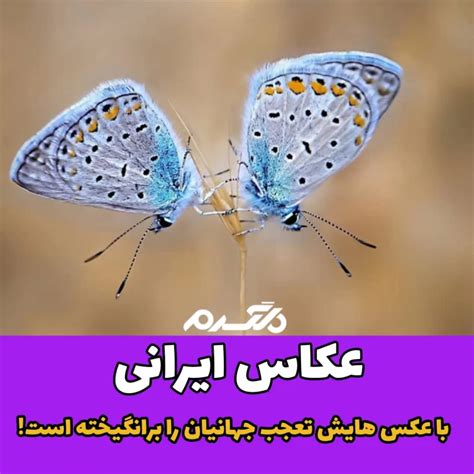 عکاس ایرانی با عکس هایش تعجب جهانیان را برانگیخته است