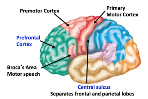 ANPS Exam 3 Brain Flashcards Quizlet