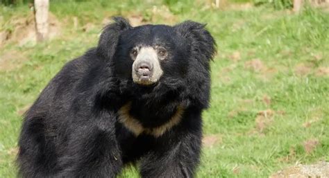 Sloth Bear The Animal Facts Appearance Diet Habitat Behavior