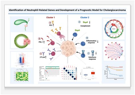 Identification Of Neutrophil‐related Genes And Development Of A