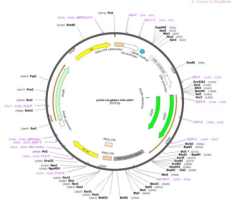 Addgene