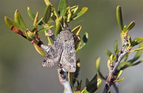 Army Cutworm Moth Euxoa Auxiliaris Army Cutworm Moth Eu… Flickr