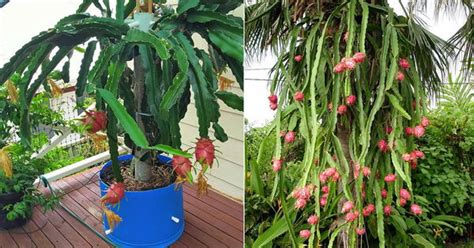 How To Grow Dragon Fruit In Containers At Carolyn Shirley Blog