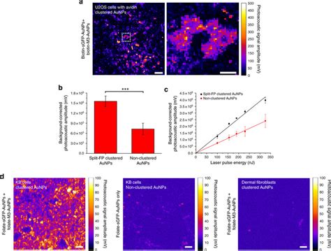 Photoacoustic Imaging Of In Situ Assembled Split Fp Aunp Clusters On Download Scientific