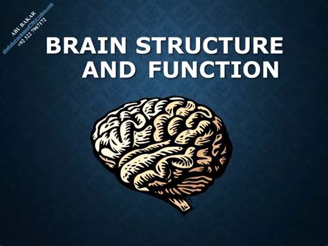 PPT Brain Structure And Function PowerPoint Presentation Free Download ID