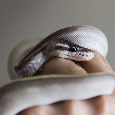 Better Picture Of My New Ballpython Royalpython Ballpythonmorph Royalpythonmorph